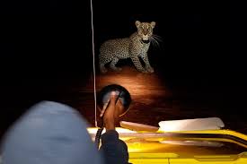 Night Game Drives in Tanzania | Safari Adventures